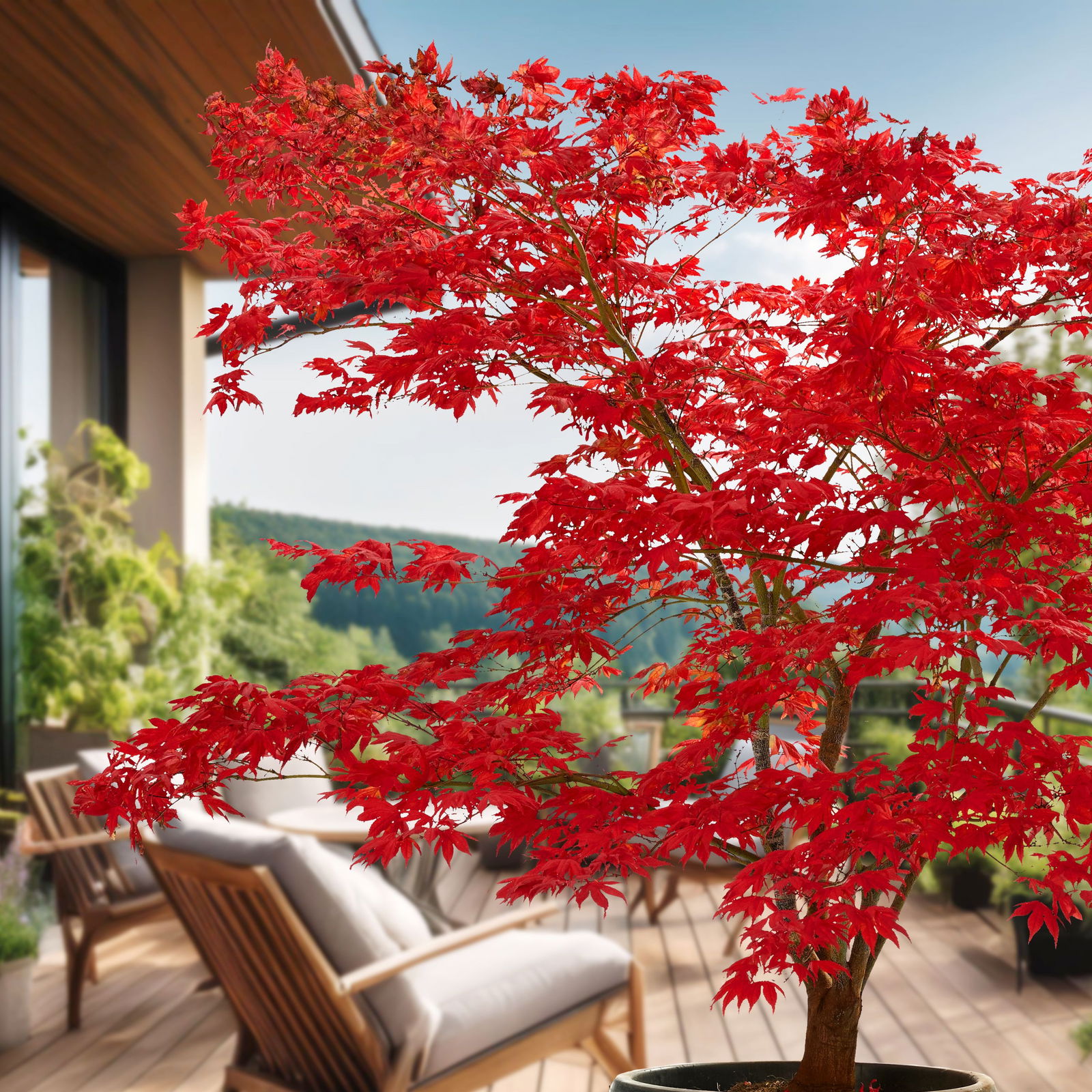 Fächerahorn Samurai - Acer palmatum Samurai günstig kaufen