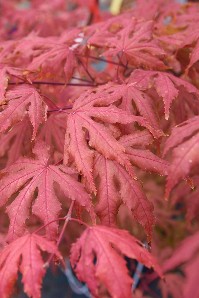 Fächerahorn Samurai - Acer palmatum Samurai günstig kaufen