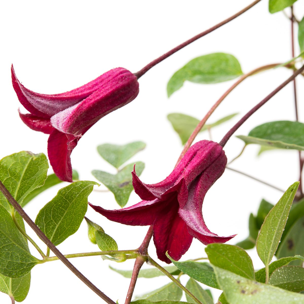 Clematis Buckland Beauty - Clematis texensis Buckland Beauty günstig kaufen