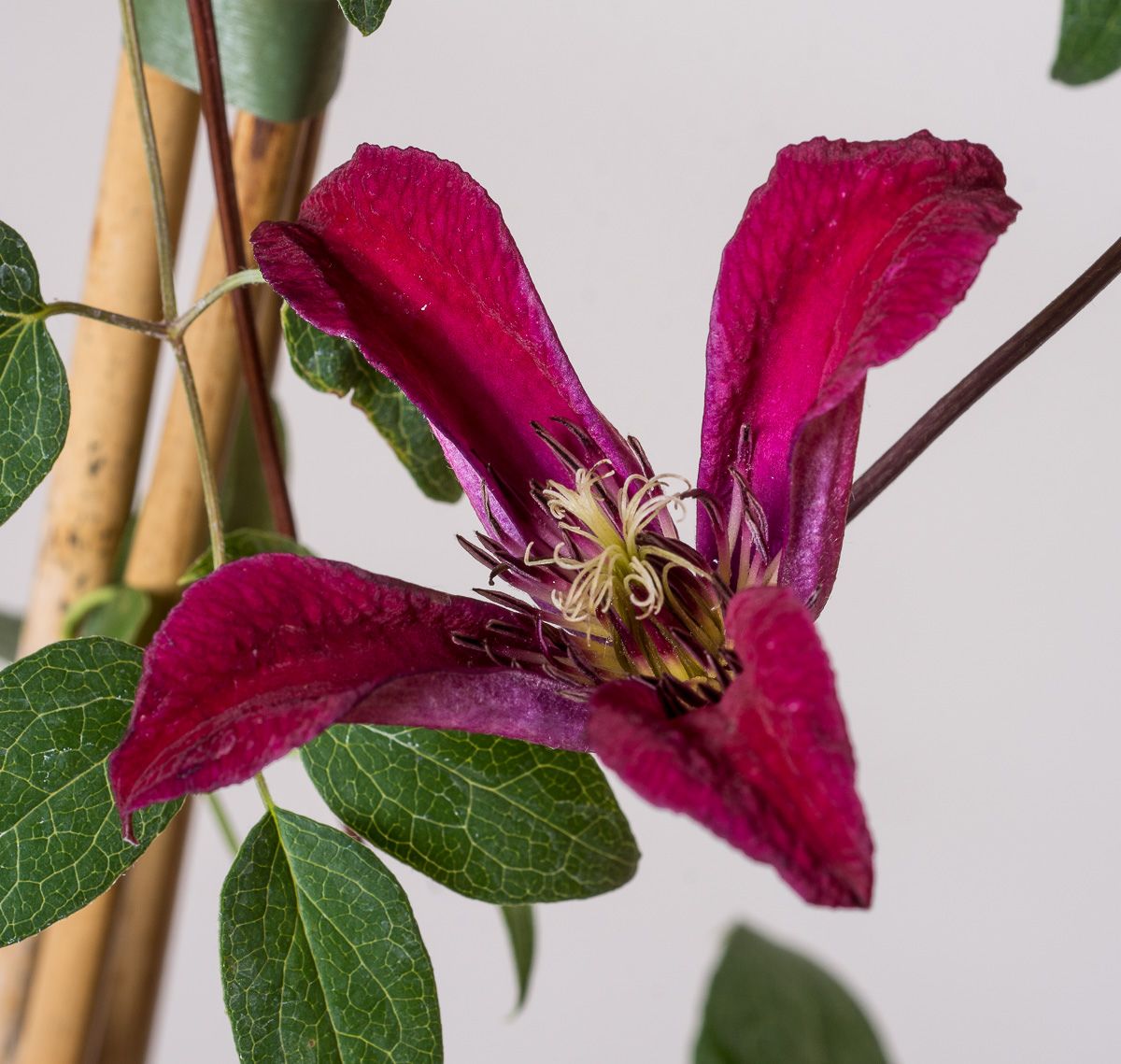 Texas-Waldrebe Gravetye Beauty - Clematis texensis Gravetye Beauty ...