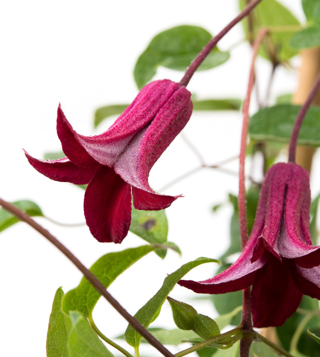 Texas-Waldrebe Gravetye Beauty - Clematis texensis Gravetye Beauty ...