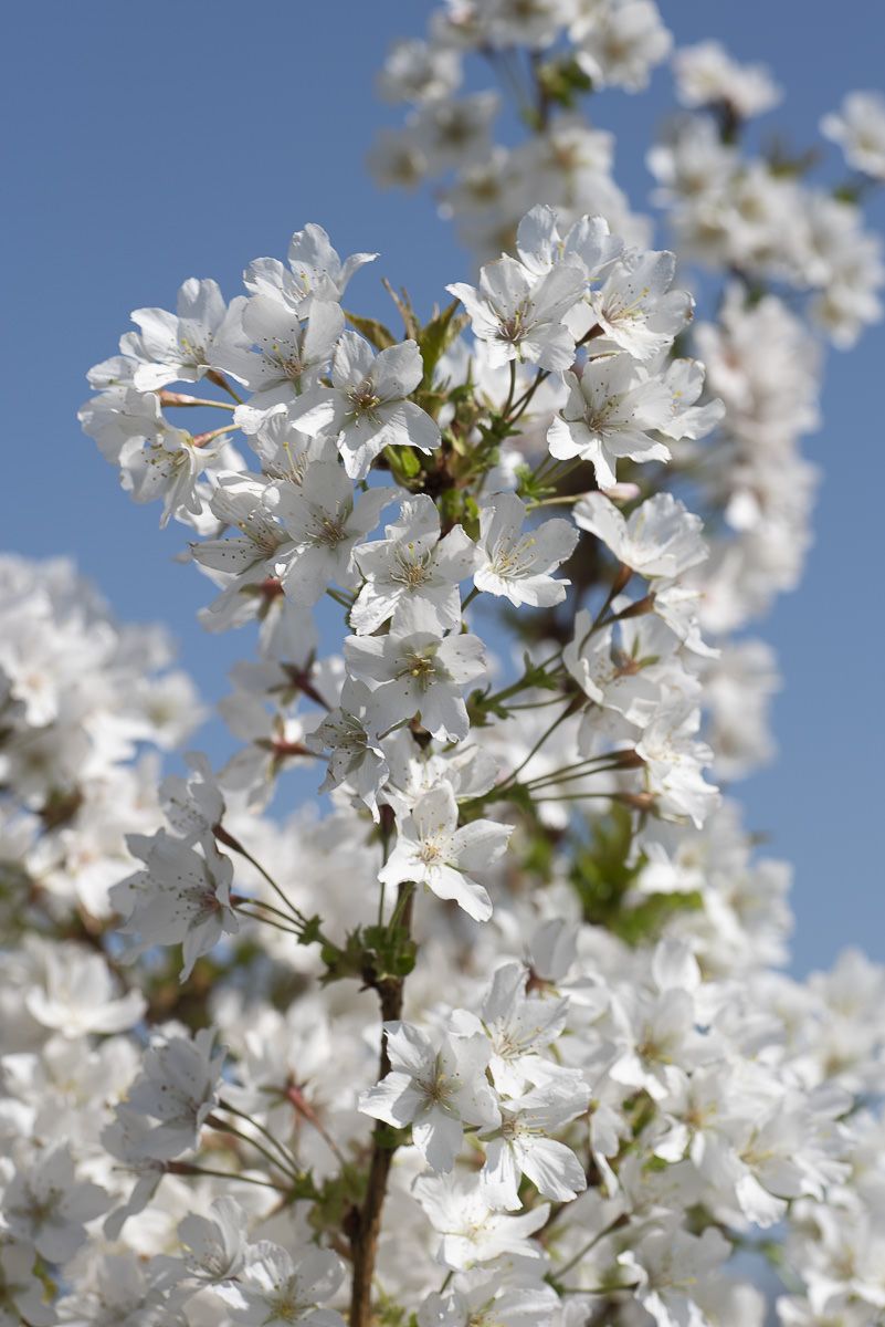Kurilenkirsche Brilliant - Prunus kurilensis Brilliant günstig kaufen