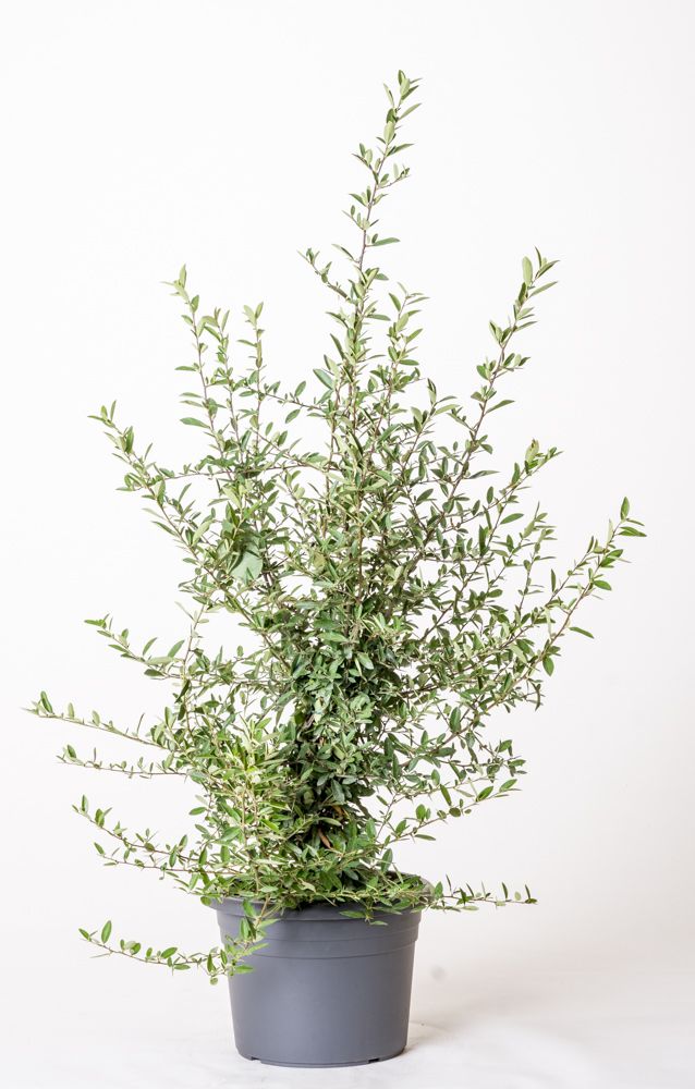 Feuerdorn Red Cushion - Pyracantha Red Cushion günstig kaufen