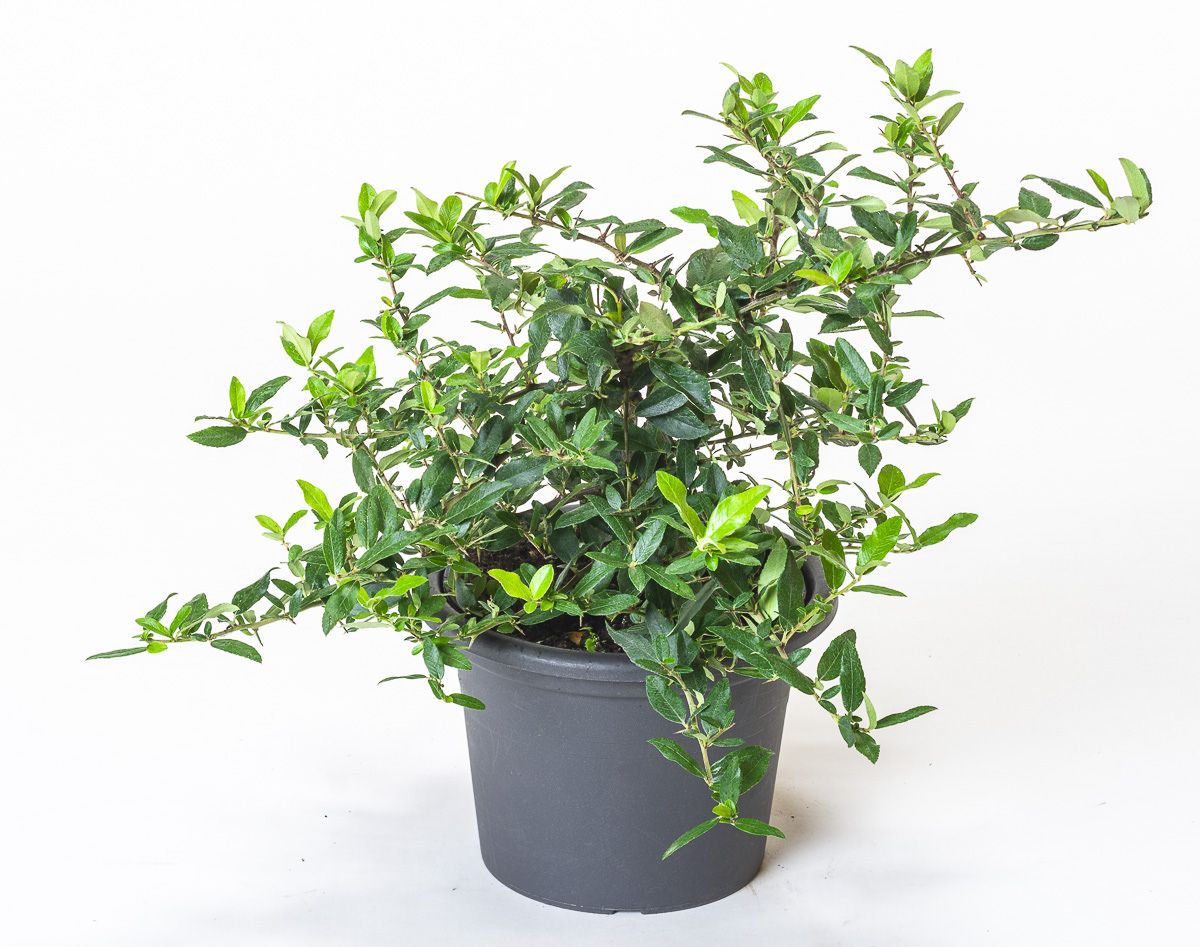 Feuerdorn Red Cushion - Pyracantha Red Cushion günstig kaufen