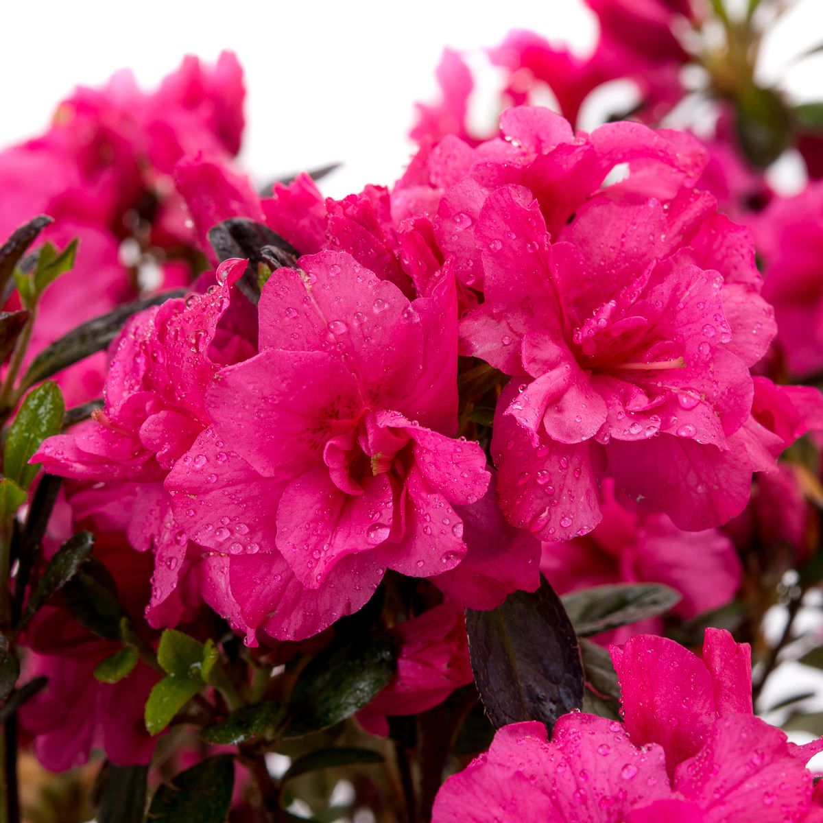 Japanische Azalee Rokoko - Rhododendron obtusum Rokoko günstig kaufen