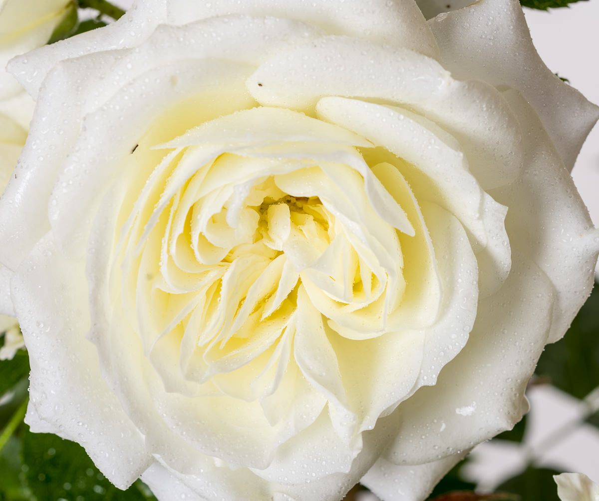 Beetrose Alabaster ® - Rosa Alabaster ® günstig kaufen