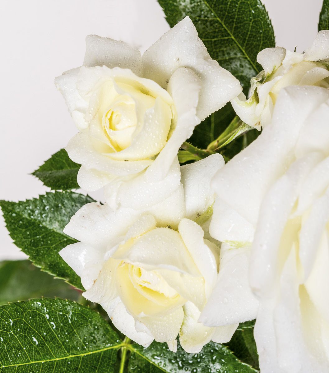 Beetrose Alabaster ® - Rosa Alabaster ® günstig kaufen