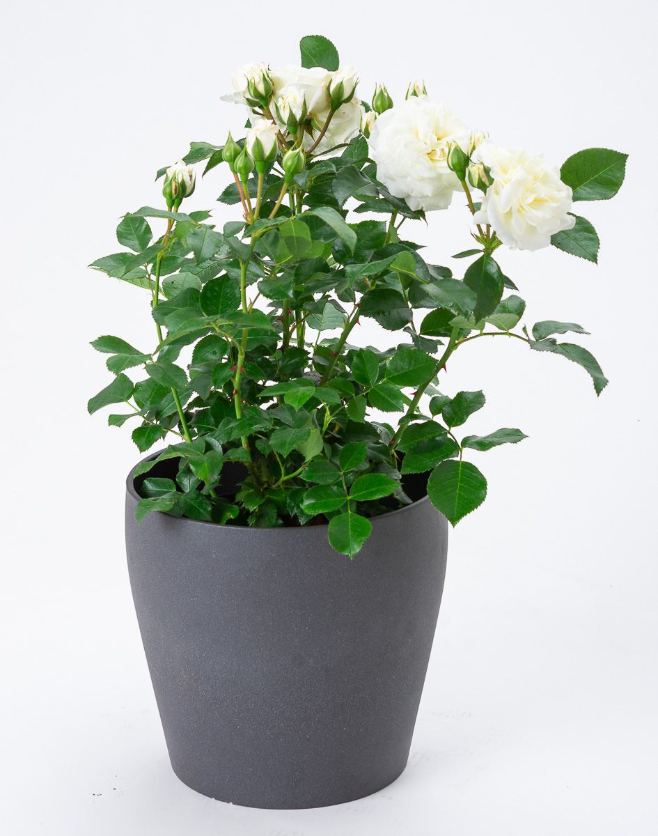 Beetrose Alabaster ® - Rosa Alabaster ® günstig kaufen