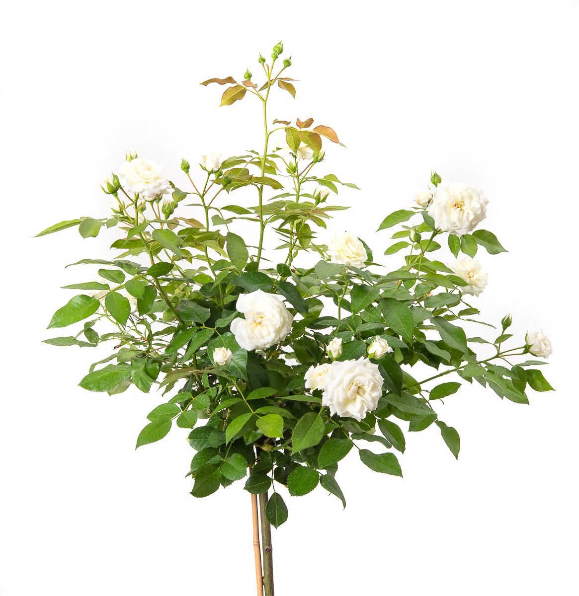 Beetrose Alabaster ® - Rosa Alabaster ® günstig kaufen