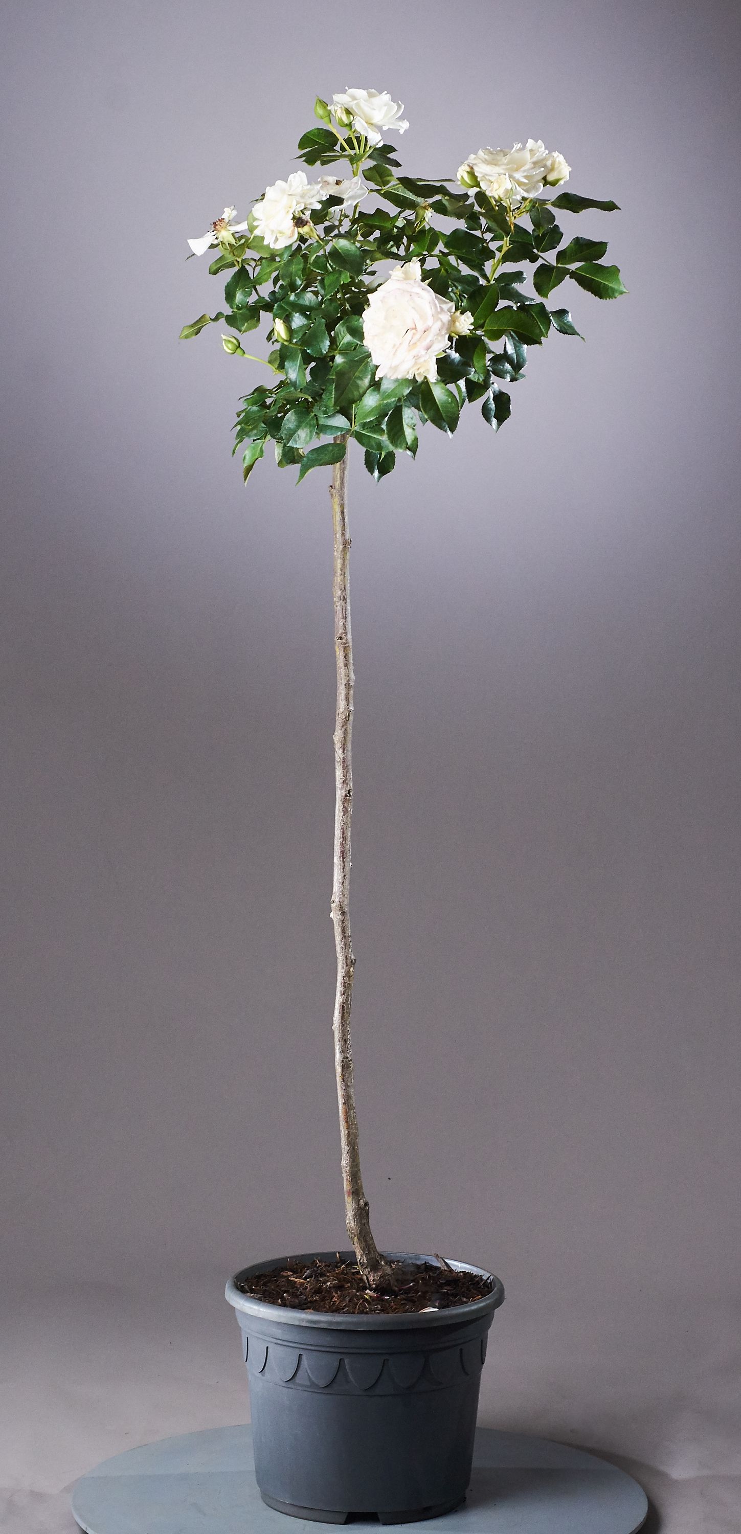 Beetrose Alabaster ® - Rosa Alabaster ® günstig kaufen