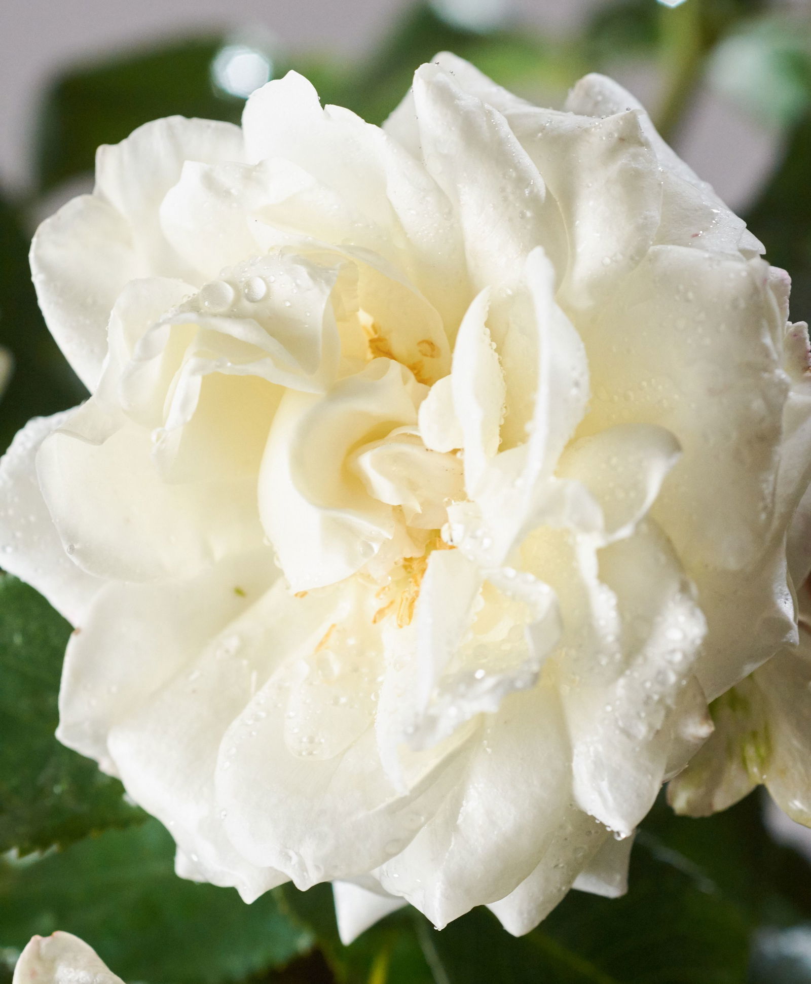 Beetrose Alabaster ® - Rosa Alabaster ® günstig kaufen