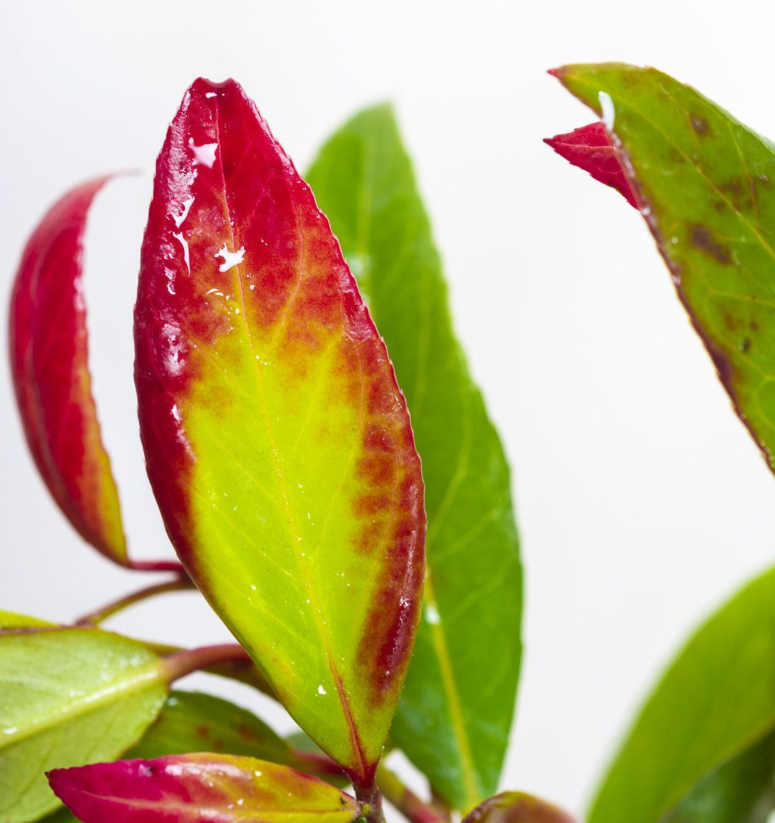 Traubenmyrte Rainbow - Leucothoe walteri Rainbow günstig kaufen