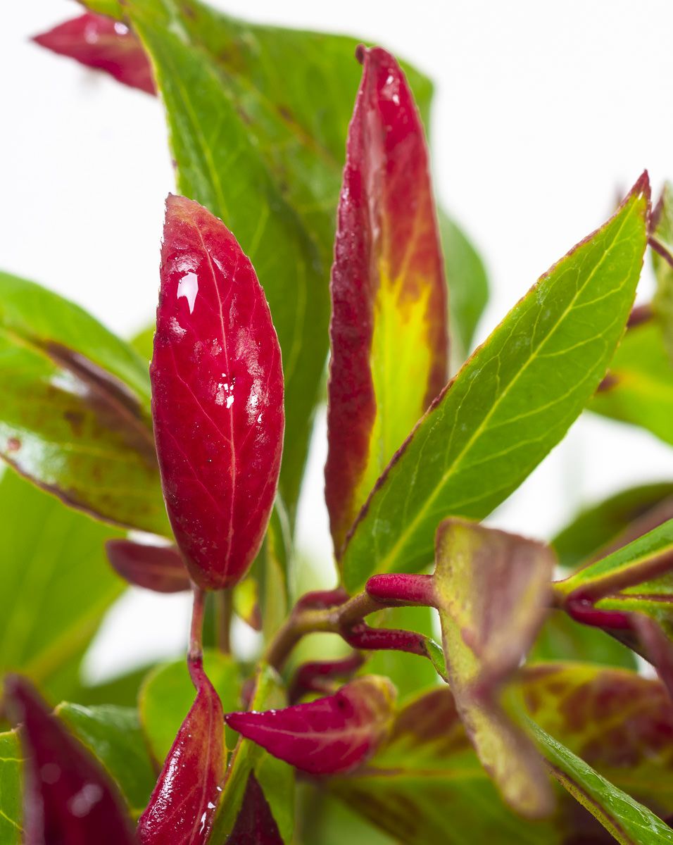 Traubenmyrte Scarletta - Leucothoe walteri Scarletta günstig kaufen