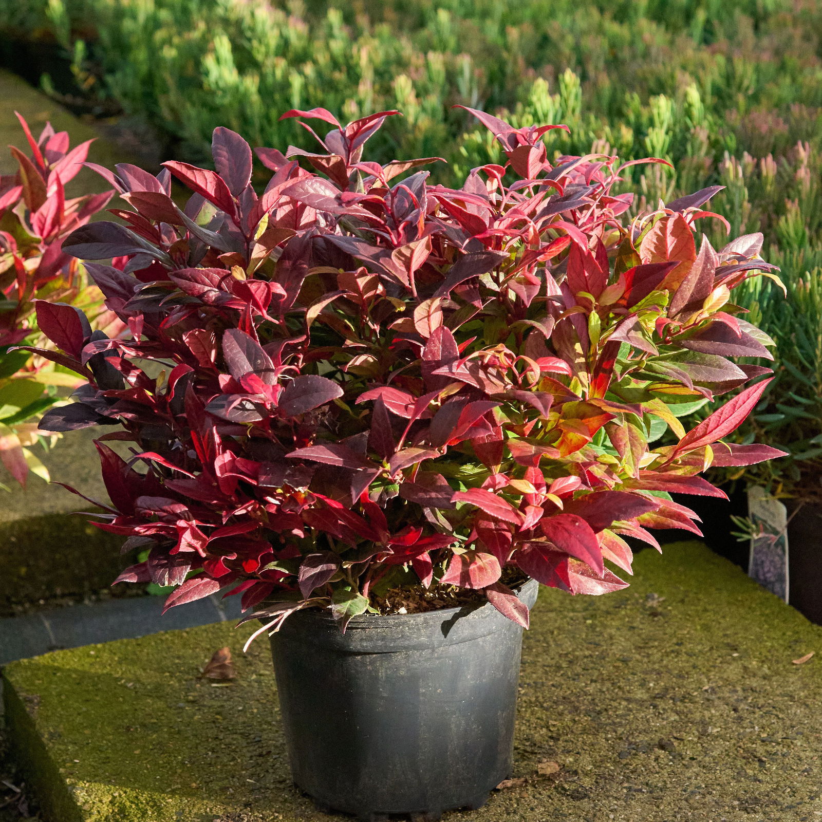 Traubenmyrte Scarletta - Leucothoe walteri Scarletta günstig kaufen