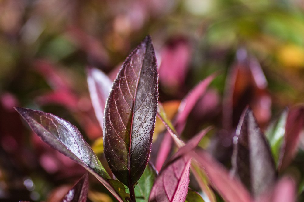 Traubenmyrte Scarletta - Leucothoe walteri Scarletta günstig kaufen