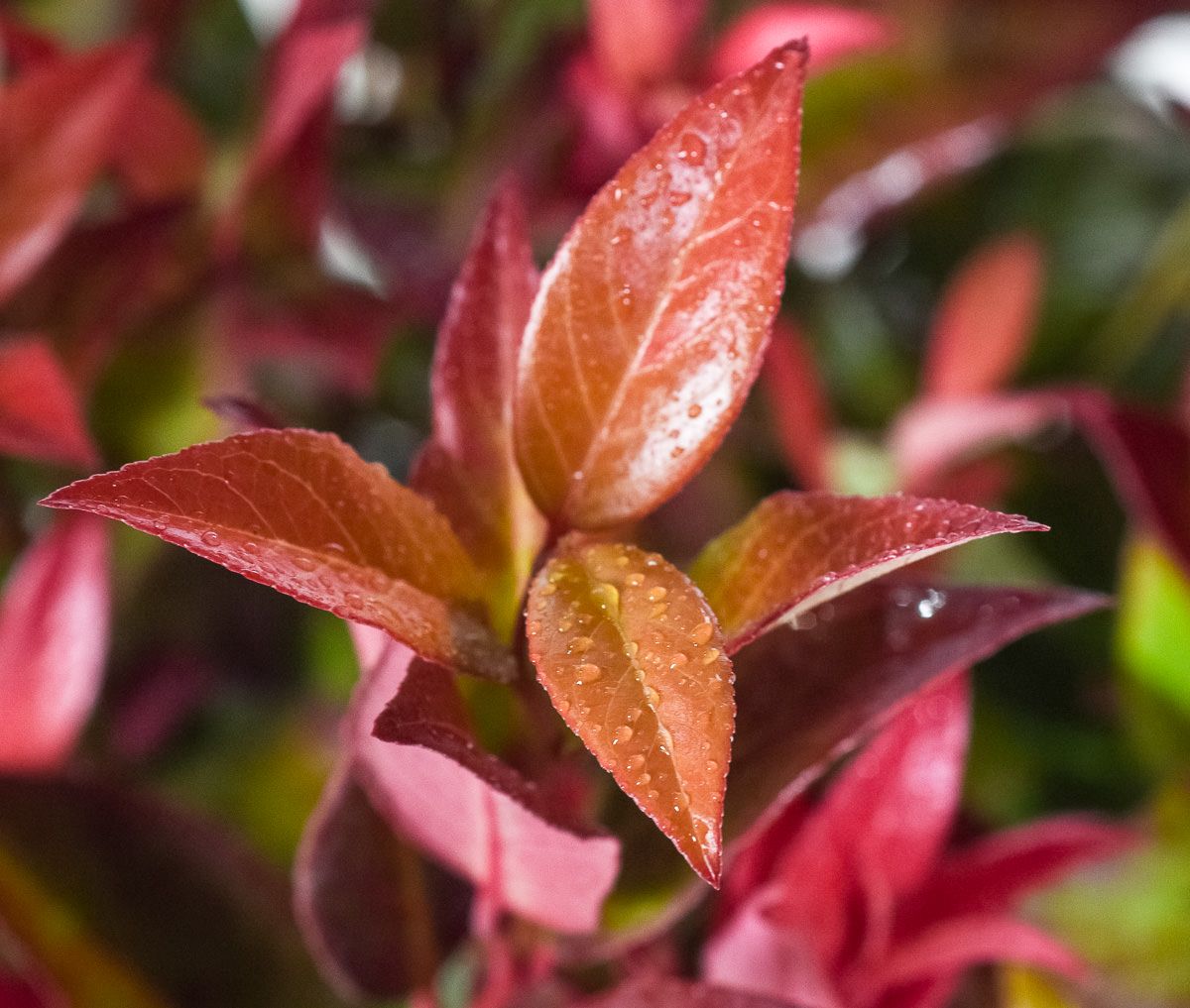 Traubenmyrte Scarletta - Leucothoe walteri Scarletta günstig kaufen