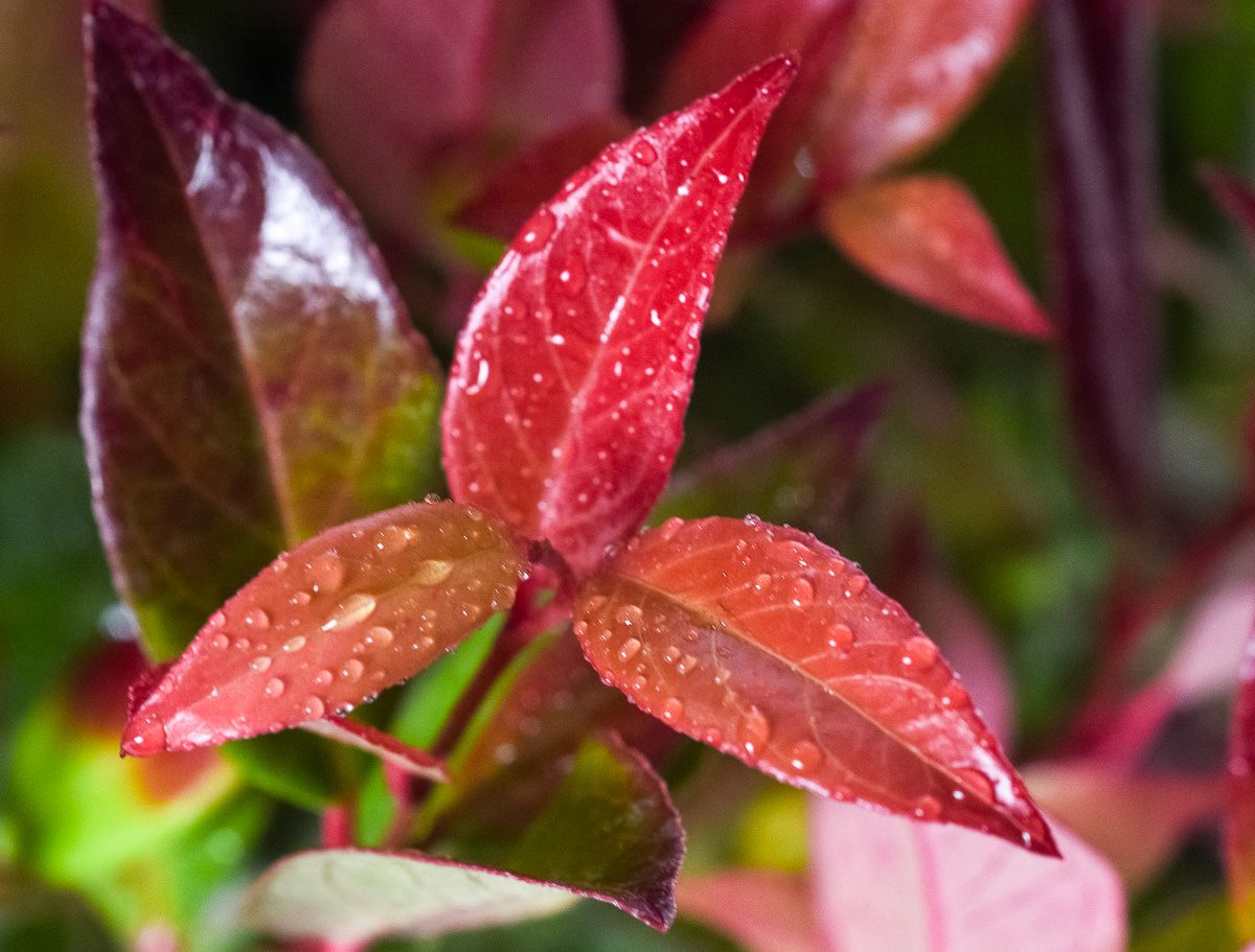 Traubenmyrte Scarletta - Leucothoe walteri Scarletta günstig kaufen