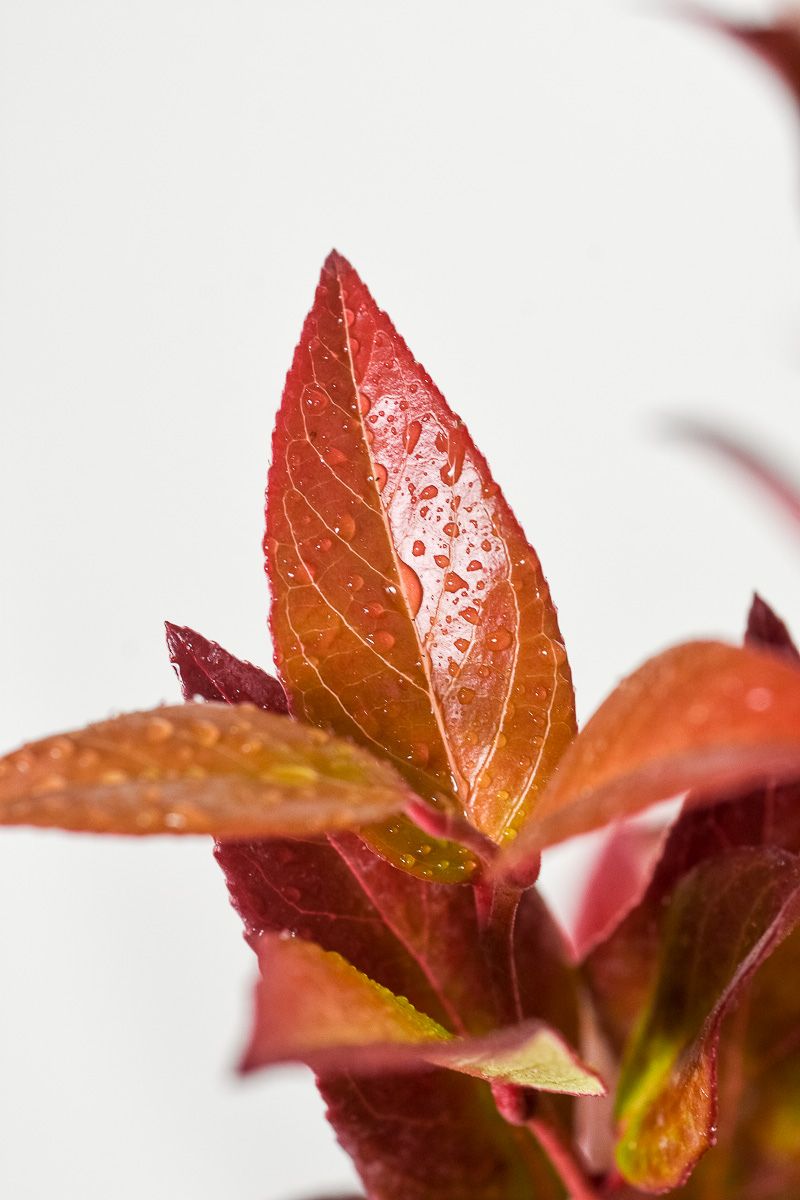 Traubenmyrte Scarletta - Leucothoe walteri Scarletta günstig kaufen