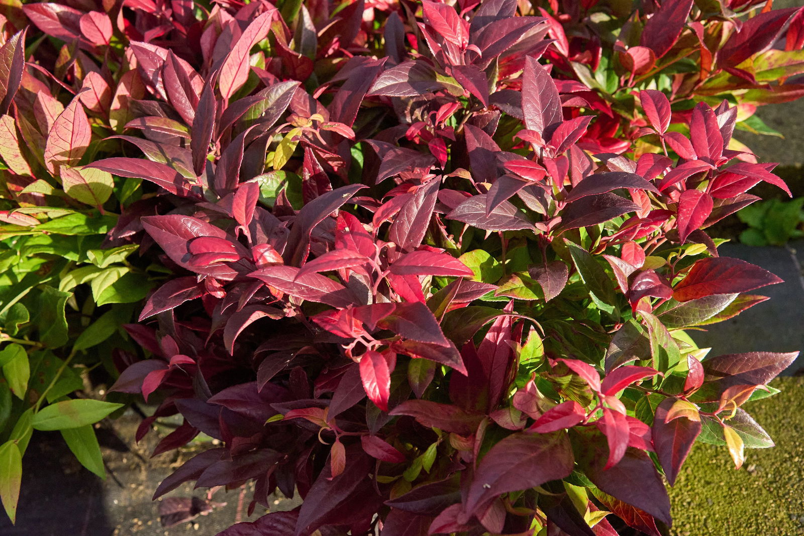 Traubenmyrte Scarletta - Leucothoe walteri Scarletta günstig kaufen