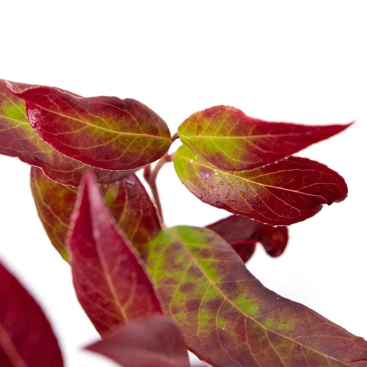 Traubenmyrte Scarletta - Leucothoe walteri Scarletta günstig kaufen