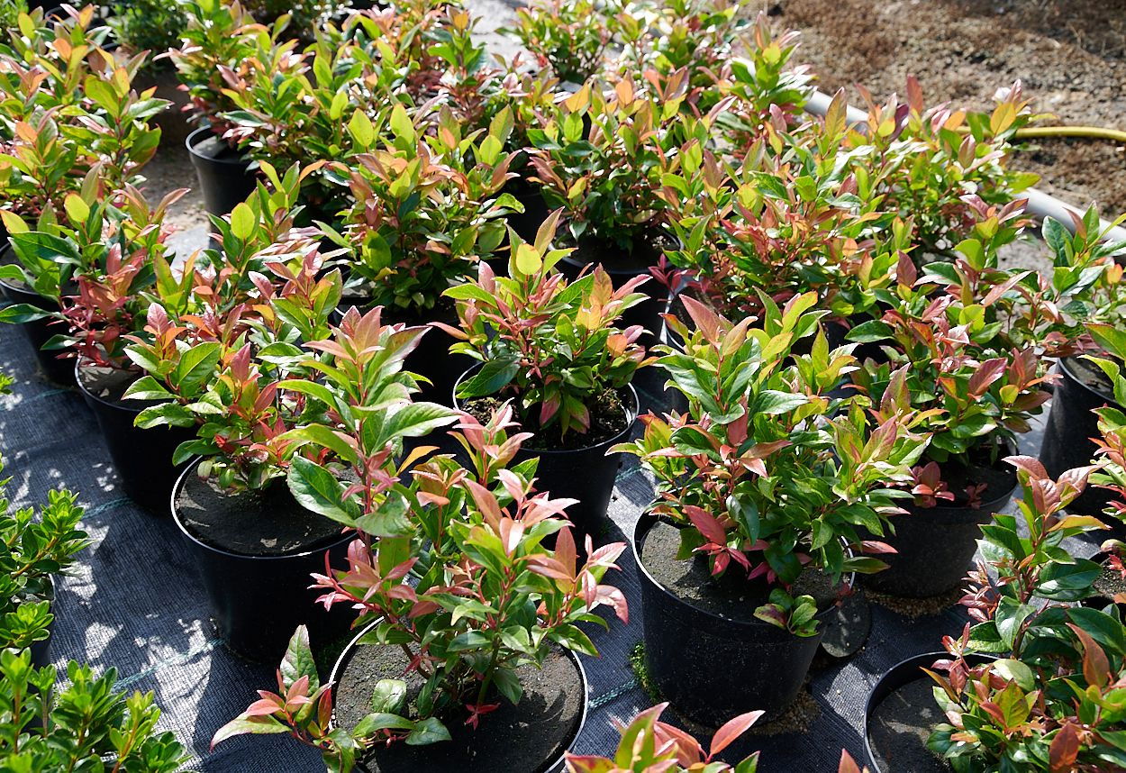 Traubenmyrte Scarletta - Leucothoe walteri Scarletta günstig kaufen