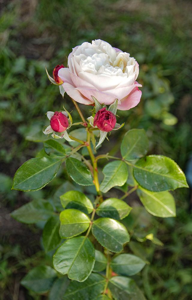 Rose Herkules® - Rosa Herkules® günstig kaufen