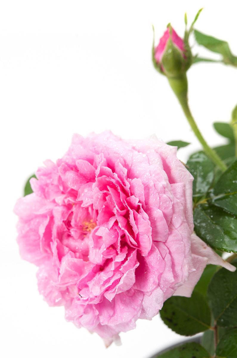 Rose Madame Boll - Rosa Madame Boll günstig kaufen