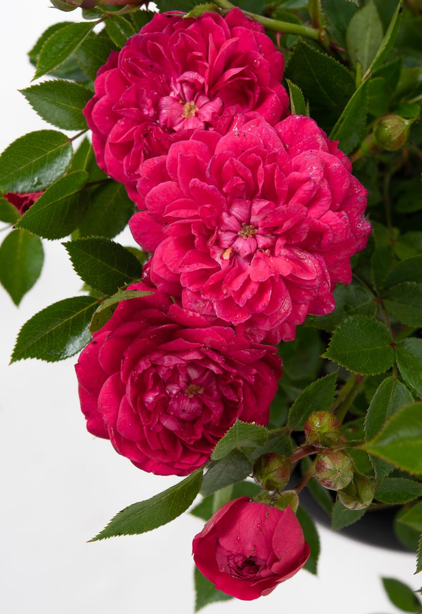 Rose Pepita® - Rosa Pepita günstig kaufen