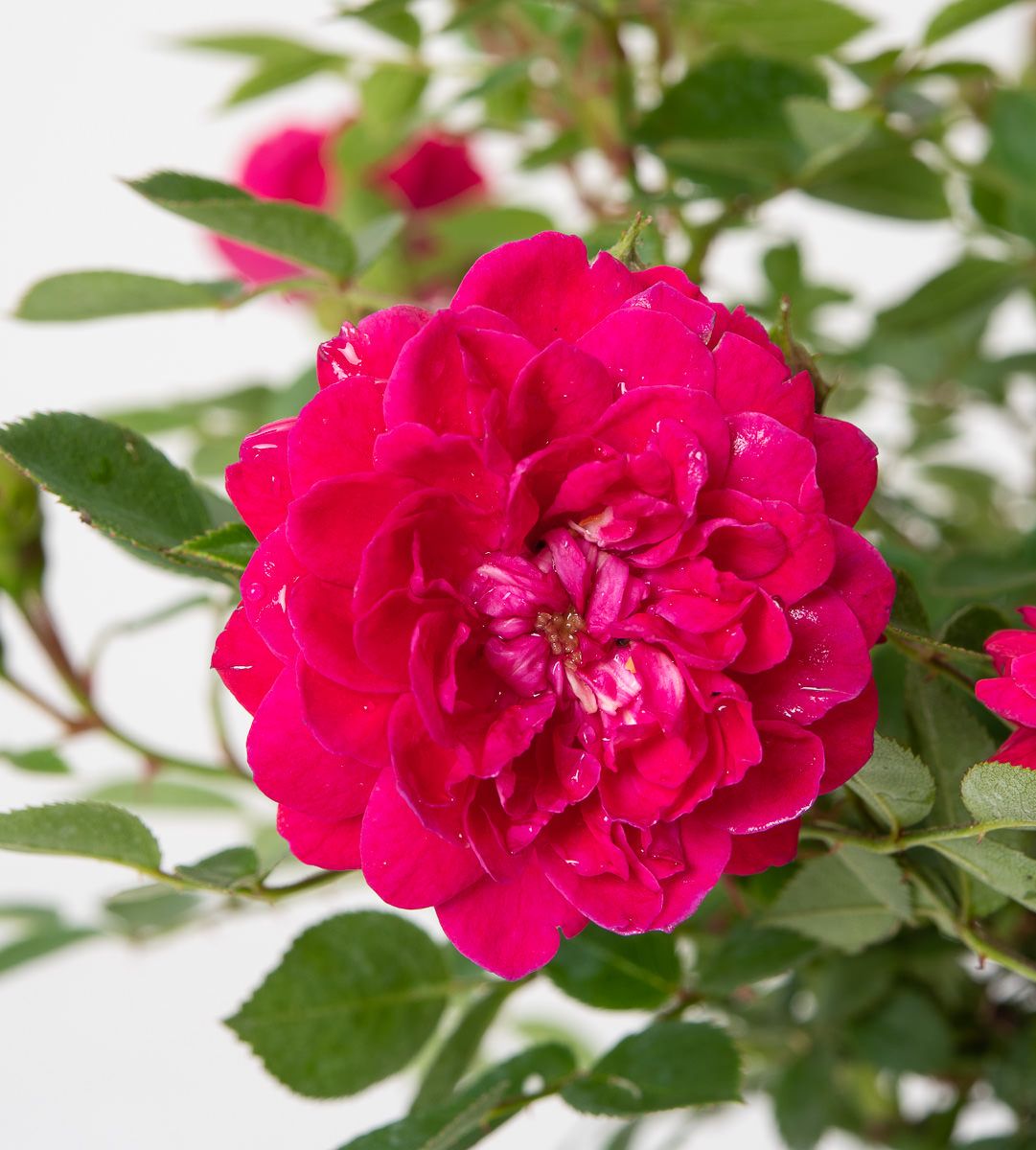 Rose Roxy ® - Rosa Roxy ® günstig kaufen