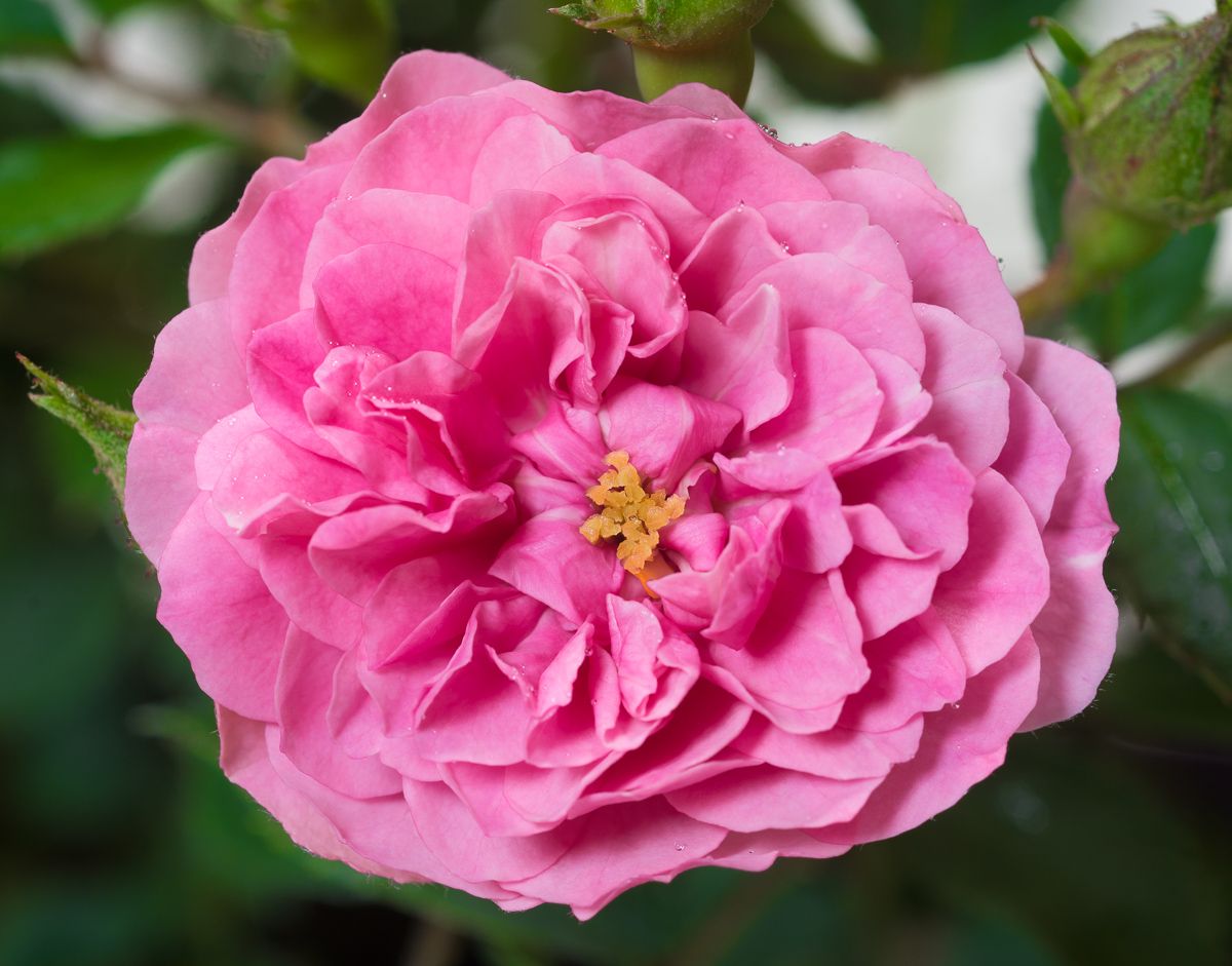 Rose Roxy ® - Rosa Roxy ® günstig kaufen