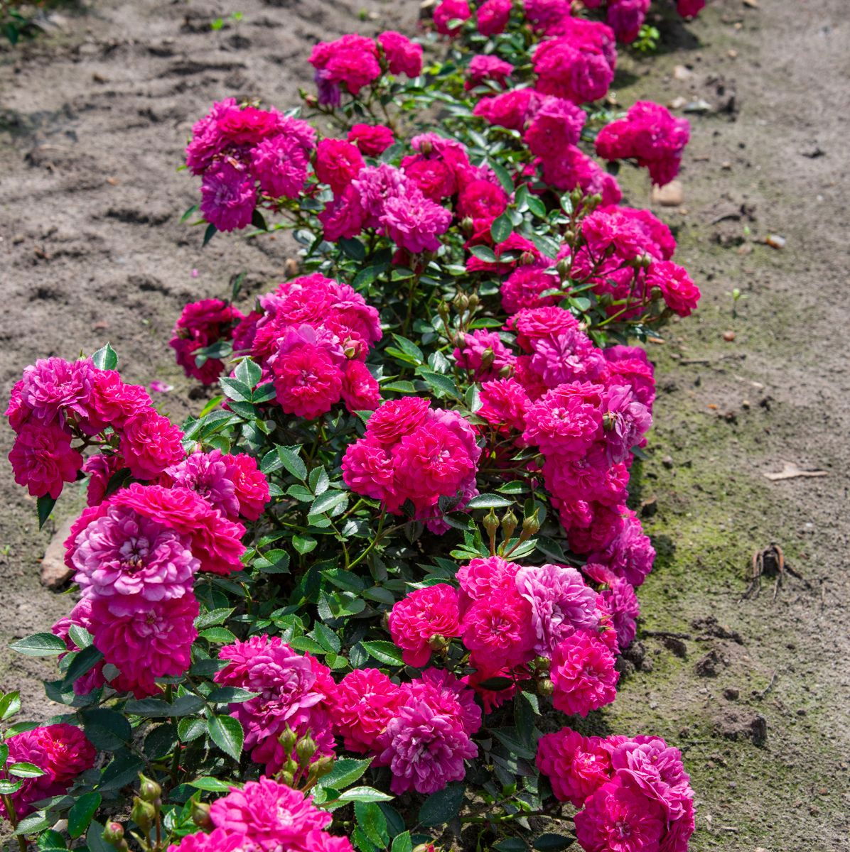 Rose Roxy ® - Rosa Roxy ® günstig kaufen