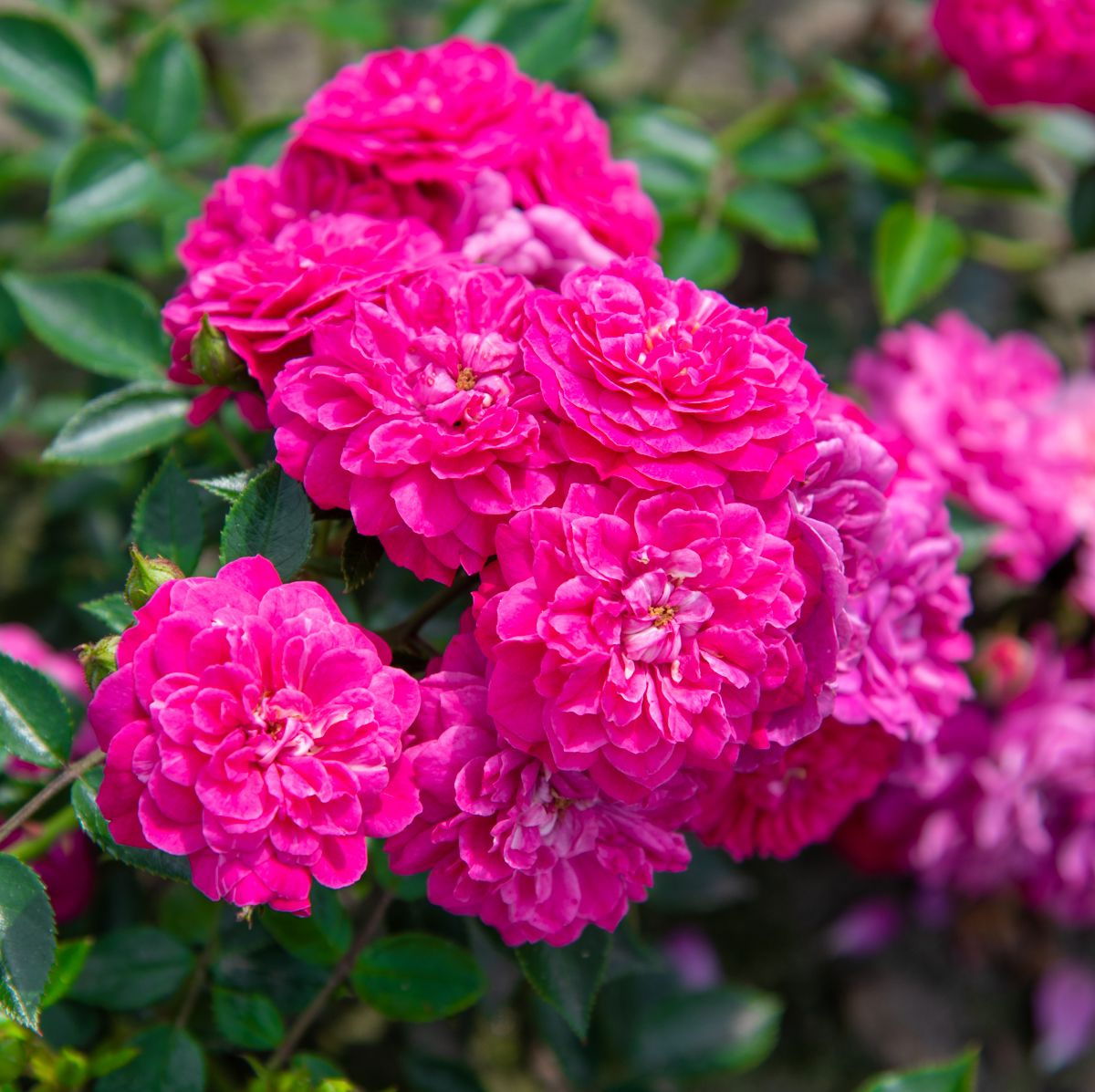 Rose Roxy ® - Rosa Roxy ® günstig kaufen