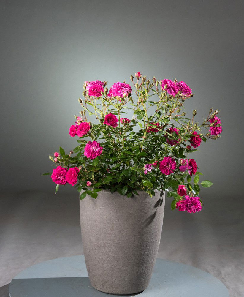 Rose Roxy ® - Rosa Roxy ® günstig kaufen