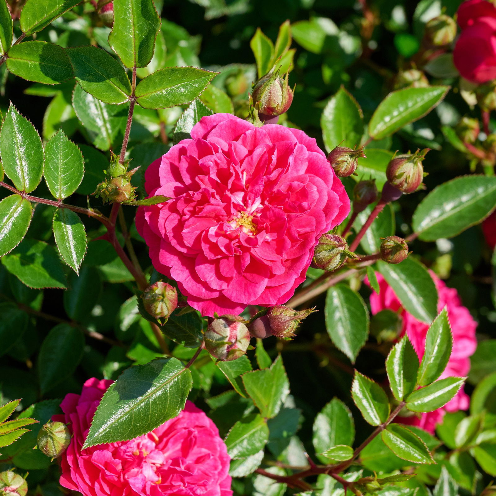 Rose Roxy ® - Rosa Roxy ® günstig kaufen