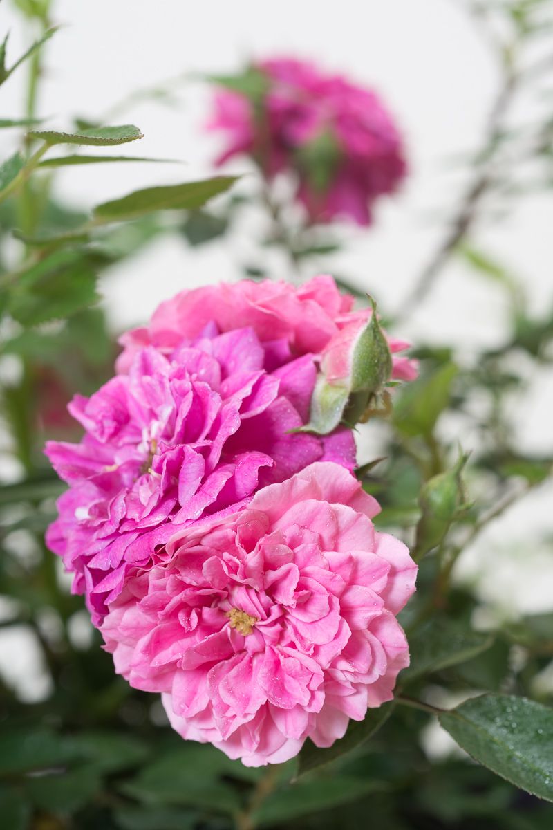 Rose Roxy ® - Rosa Roxy ® günstig kaufen