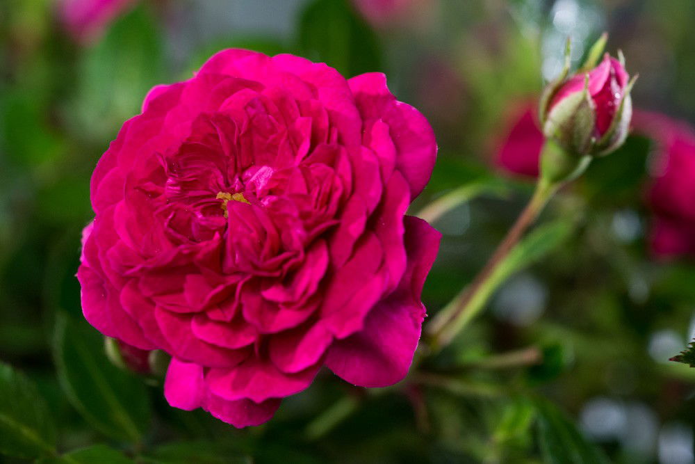 Rose Roxy ® - Rosa Roxy ® günstig kaufen