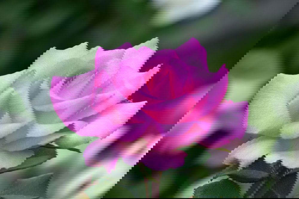 Rose Beverly ® - Rosa Beverly ® günstig kaufen