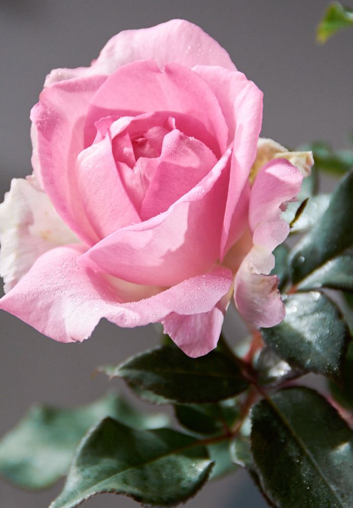 Rose Beverly ® - Rosa Beverly ® günstig kaufen