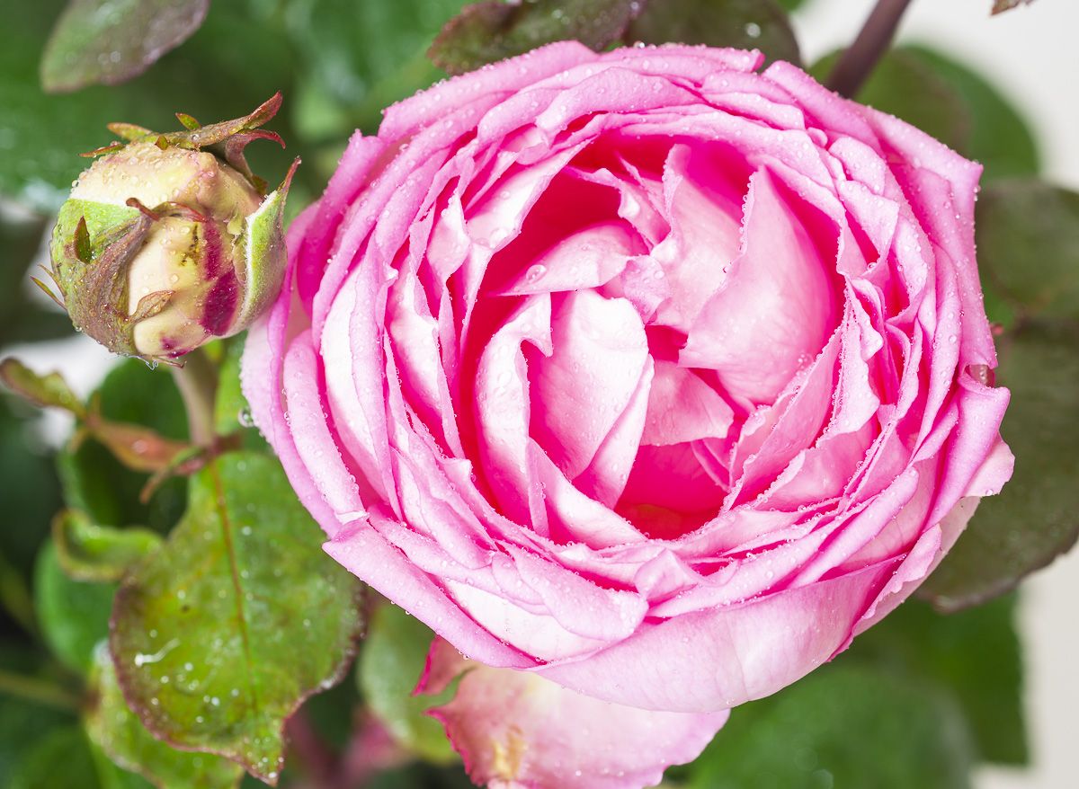Rose Beverly ® - Rosa Beverly ® günstig kaufen