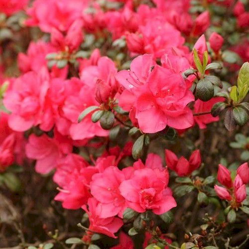 Japanische Azalee Canzonetta - Rhododendron obtusum Canzonetta günstig ...