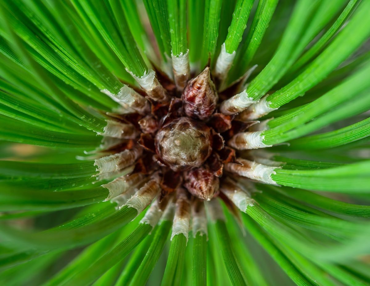 Strauch-Schwarzkiefer - Pinus nigra Nana günstig kaufen