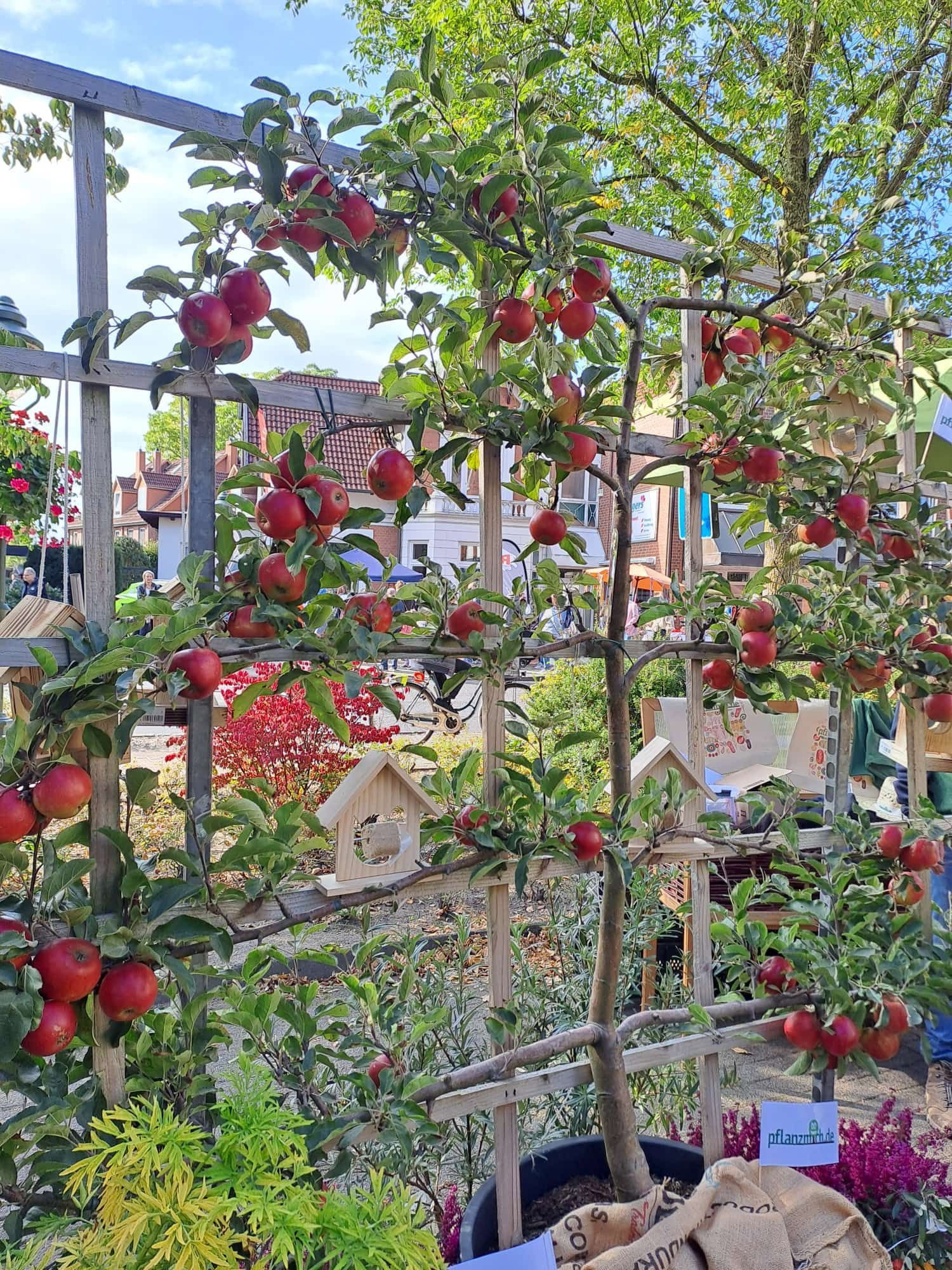 Malus Elstar - Apfel Elstar | jetzt günstig online kaufen bei ...