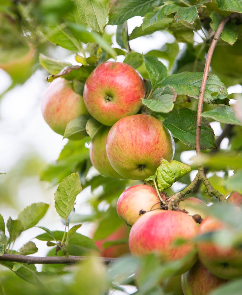 Apfel Idared - Malus Idared günstig kaufen