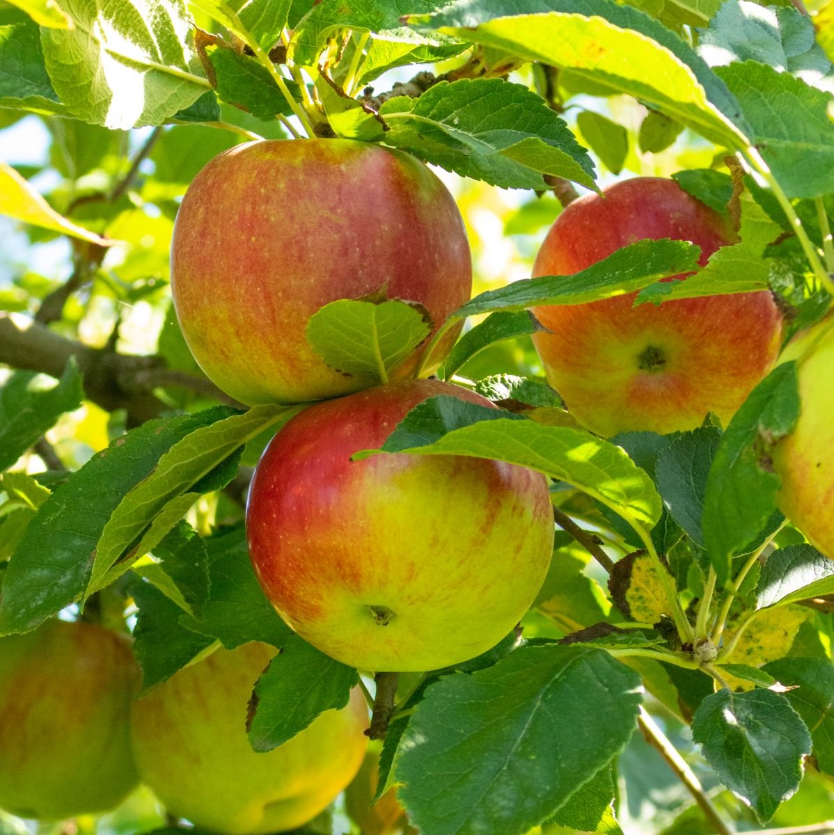 Apfel Idared - Malus Idared günstig kaufen