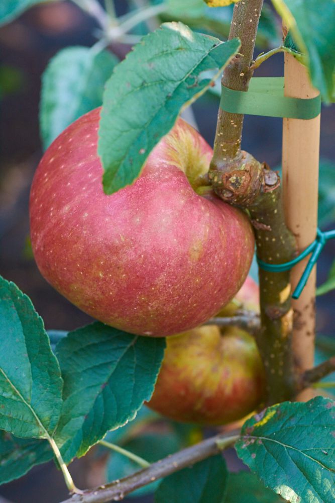 Apfel Idared - Malus Idared günstig kaufen