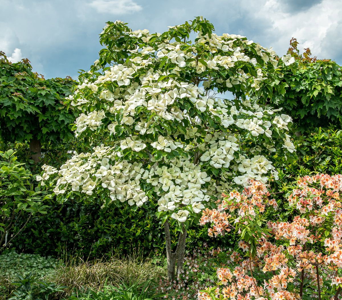 Teppich Hartriegel - Cornus canadensis günstig kaufen