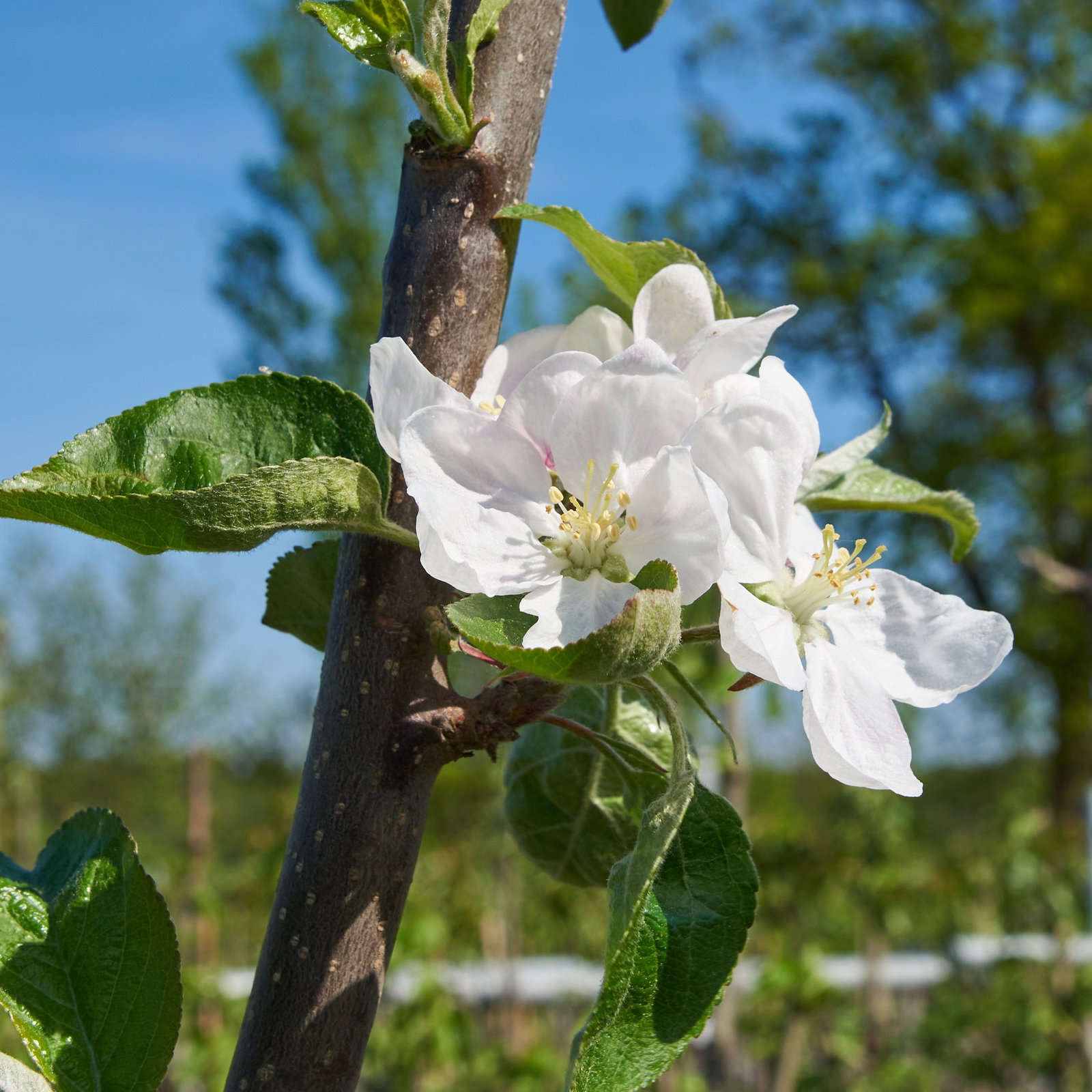 Apfel Summerred - Malus Summerred günstig kaufen