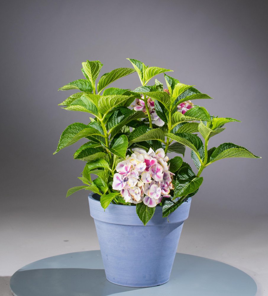 Gartenhortensie Bavaria - Hydrangea macrophylla Bavaria günstig kaufen