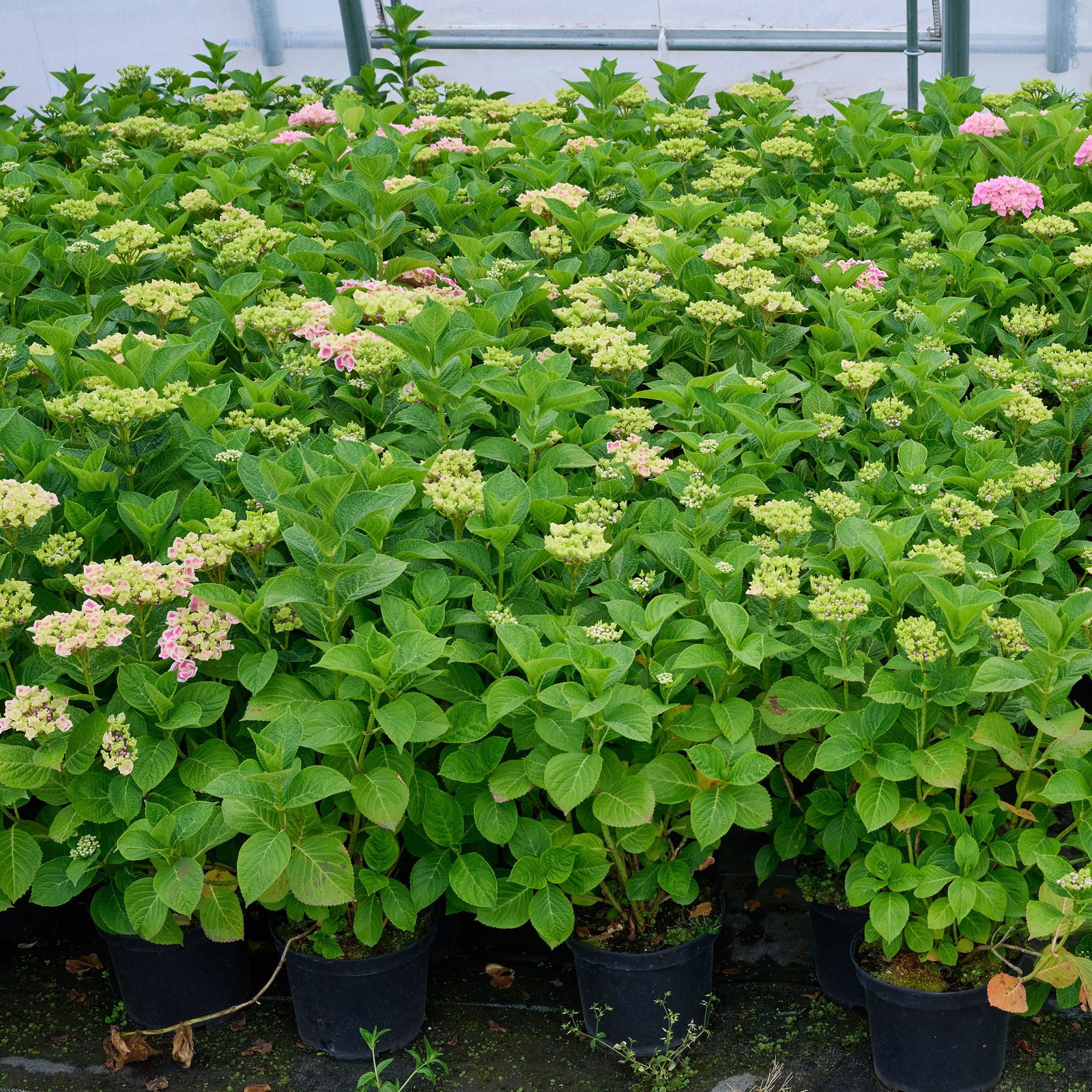 Gartenhortensie Bavaria - Hydrangea macrophylla Bavaria günstig kaufen