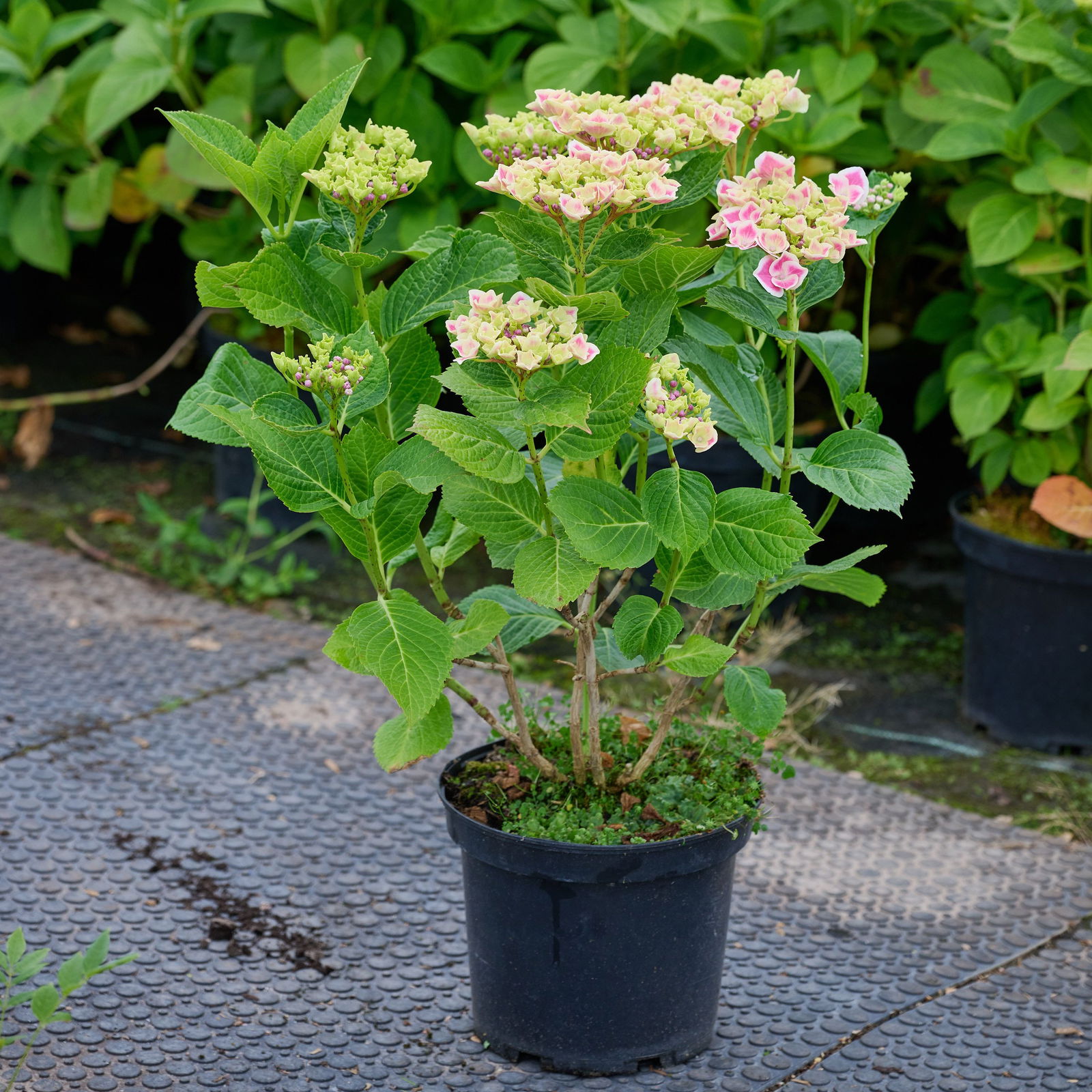 Gartenhortensie Bavaria - Hydrangea macrophylla Bavaria günstig kaufen